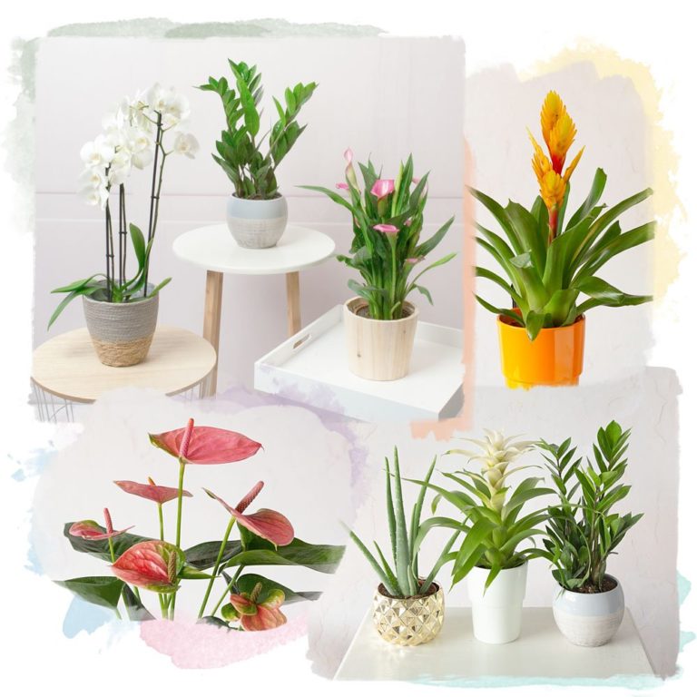 House Plants - Flowers By Post